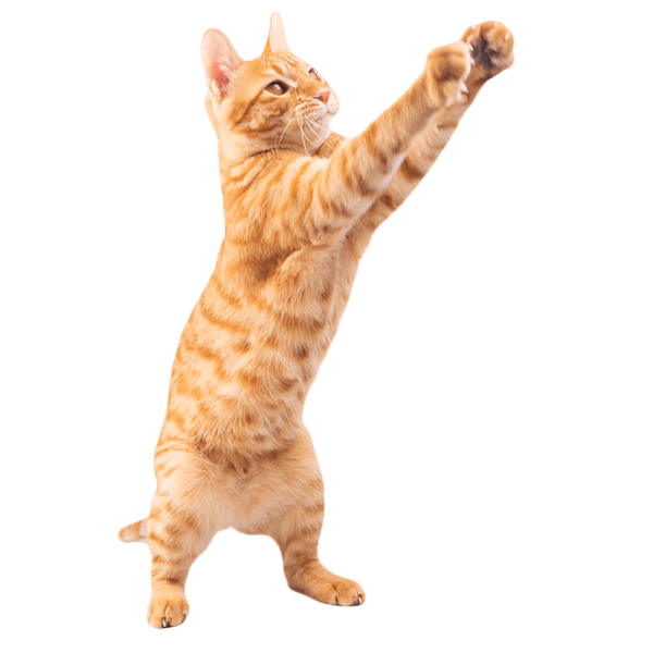Wellness Plans Vet In Murphys Mother Lode Veterinary Hospital wellness-plans-vet-in-murphys-mother-lode-veterinary-hospital